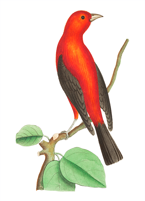 Brasilian tanager (1789-1813)