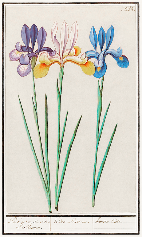 Iris, Iris sibirica (1596–1610)