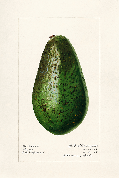 Avocado (Persea) (1919)