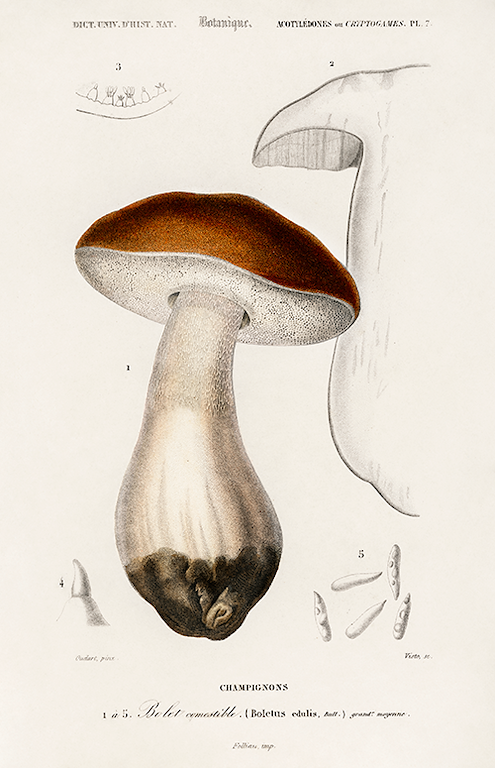 Penny bun (Boletus edulis) (1806-1876)