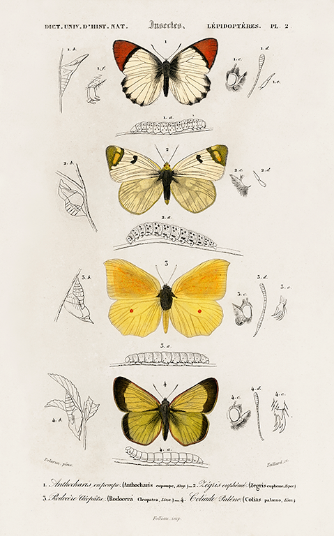 Yellow butterflies (1806-1876)
