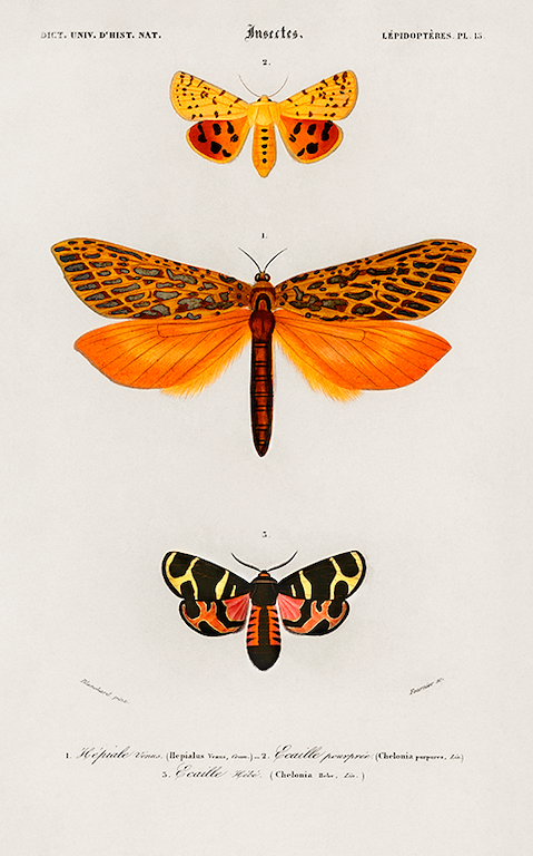 Moths (1806-1876)