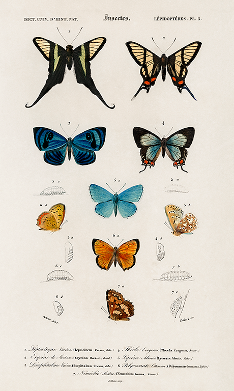 Butterflies (1806-1876)