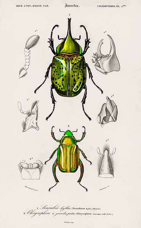 Chrysina Macropus (Chrysophora Macropa) and Eastern Hecules Beetle (Scarabaeus Hyllus) (1806-1876)