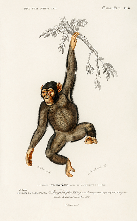Chimpangze (Troglodyte Chimpanze) (1806-1876)