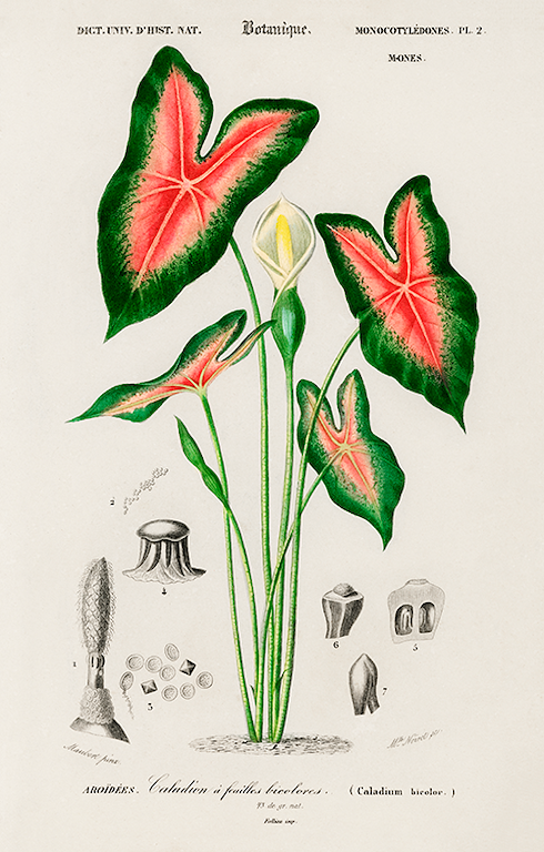 Elephant ear (Caladium bicolor) (1806-1876)