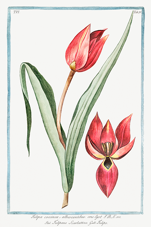Scarlet Tulip (1772 –1793)