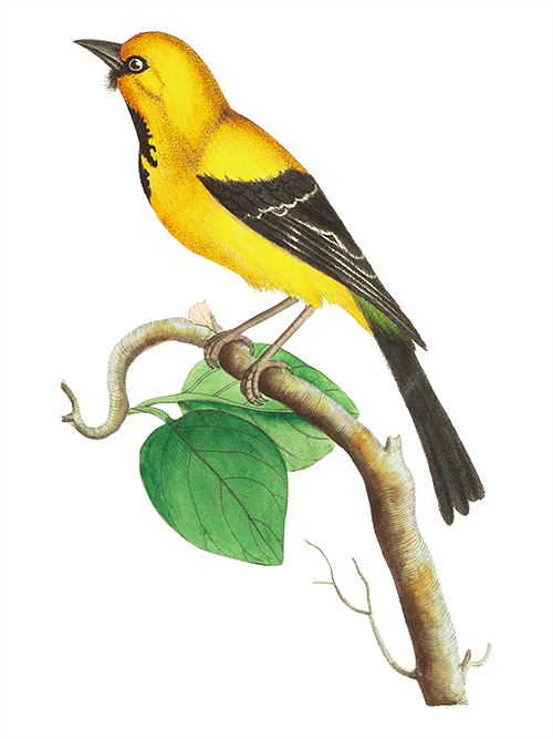 Lesser banana-bird (1789-1813)