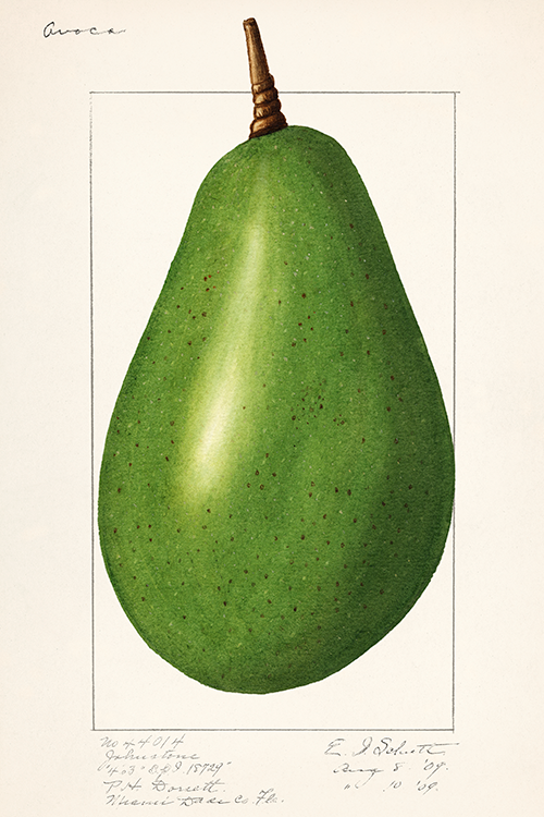 Avocado (Persea) (1916)