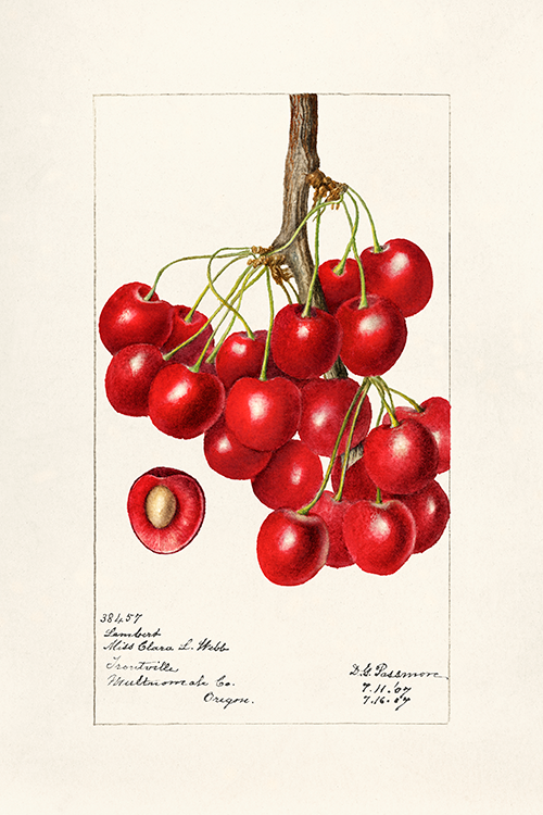 Cherries (Prunus Avium) (1907)