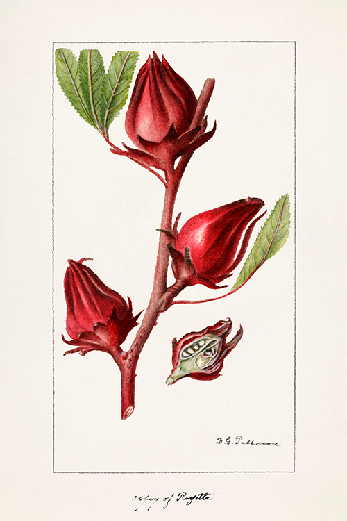 Roselle (Hibiscus Sabdariffa) (1906)