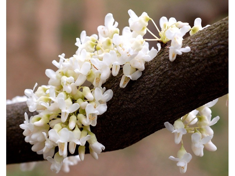 Judino drvo - Cercis siliquastrum alba