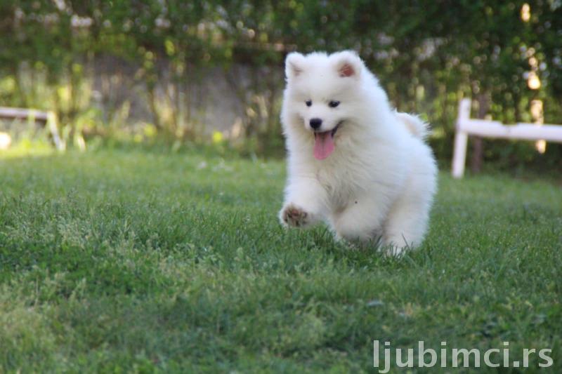 Samojed štenci