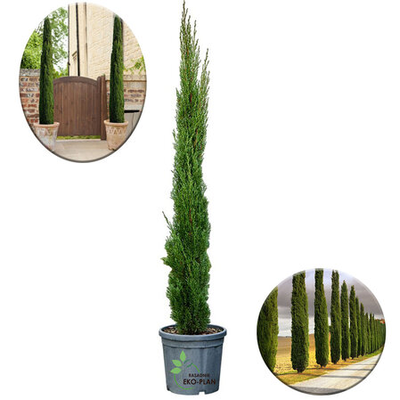 Cupressus Sempervirens Totem - Italijanski Čempres