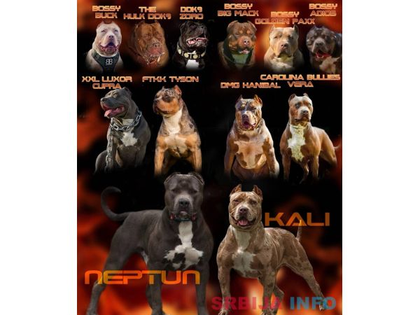 AMERICAN BULLY Xl