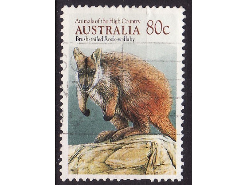 Australija - kengur