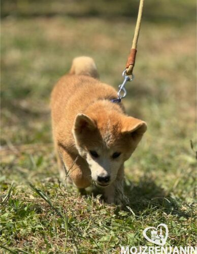 Japanska Akita Inu štenci