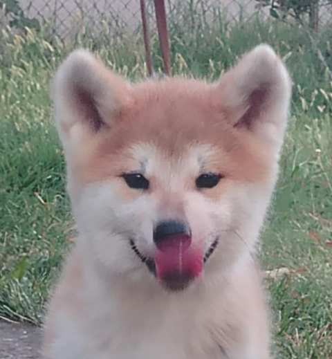 Akita Inu štenci