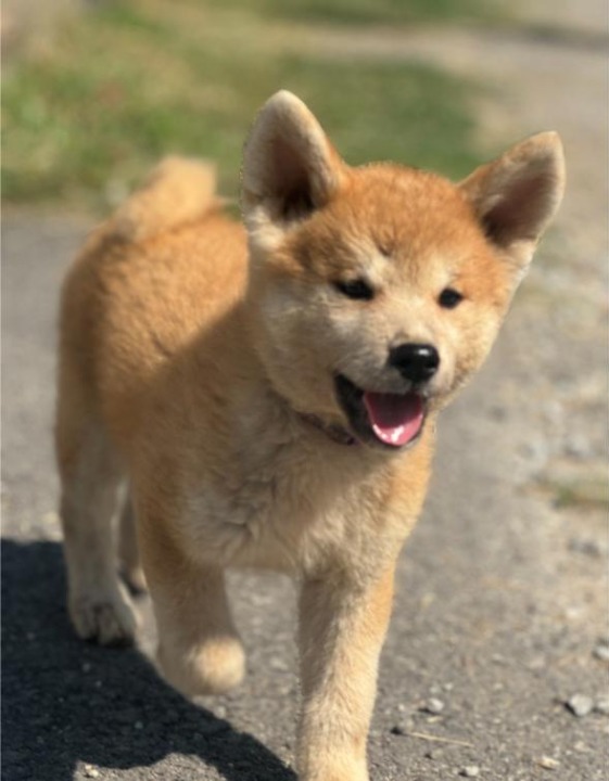 Japanska Akita Inu štenci