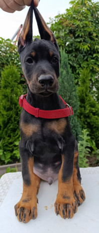 Štenci dobermana