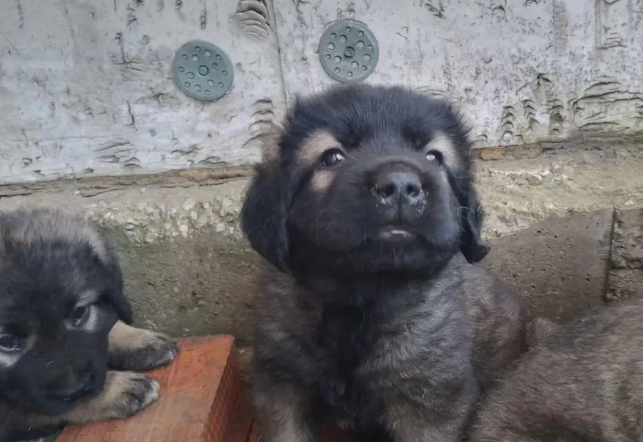 Sarplaninci i Kavkavski ovcar štenci