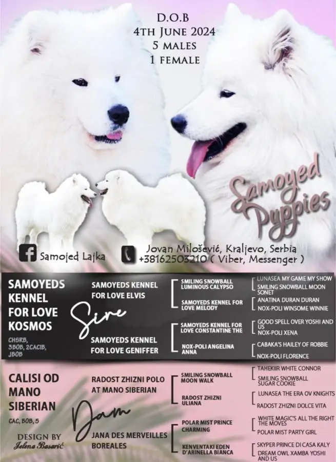 Samojed štenci