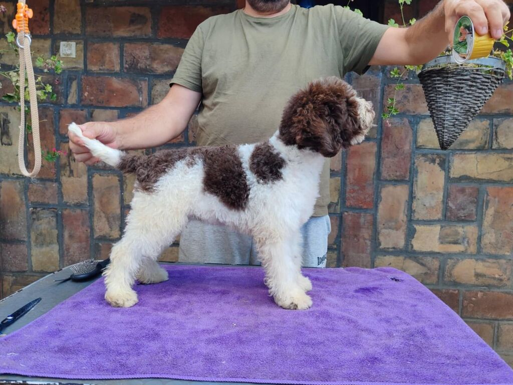 Povoljno štenad lagotto Romagnola, odličnog porekla