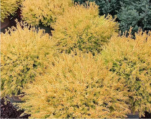 Thuja occidentalis ‘Rheingold’