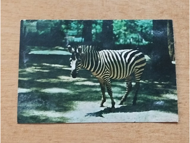 ZOO Vrt - Zagreb - Životinja Zebra - Hrvatska - Čista