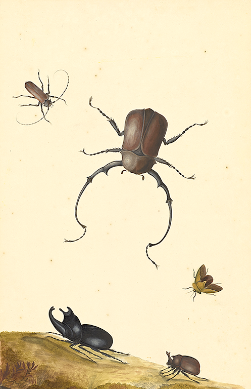 Four Beetles and a Flying Stink Bug (1715)