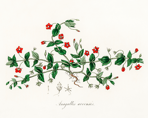 Scarlet pimpernel (Anagallis arvensis) (1836)