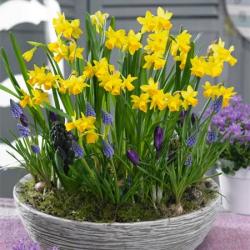 Mini narcis February Gold