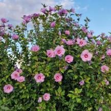 Baštenski drvenasti hibiskus