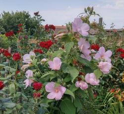 Hibiscus Swamp Rose Mallow-sadnica 40-60cm