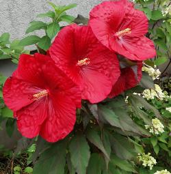 Hibiscus Red (crveni) bordo list- sadnica 40-50cm