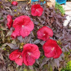 Hibiscus Red (crveni) bordo list- sadnica 20-30cm