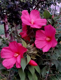 Hibiscus Orias – sadnica 60+cm