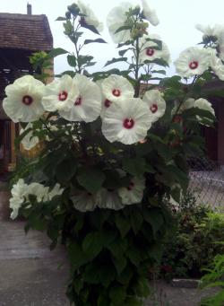 Hibiscus Moscheutos Disco Bele White 60+cm