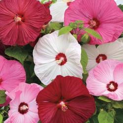 Hibiscus mix (BAŠTENSKI HIBISKUS)