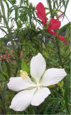 Hibiscus coccineus alba sadnica 40-50cm