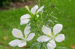 Hibiscus coccineus alba sadnica 40cm