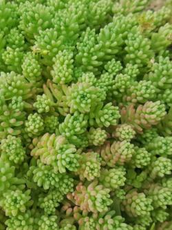 Sedum hispanicum (zeleni pokrivač tla)