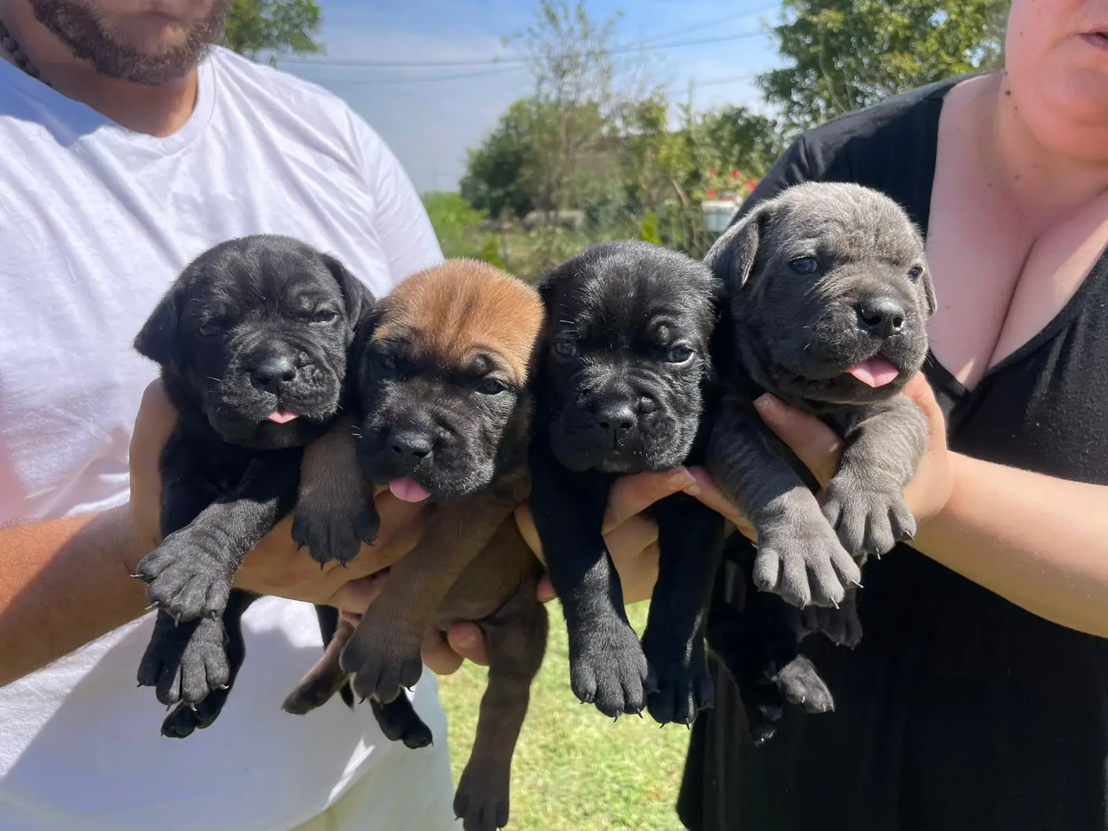 CANE CORSO štenci