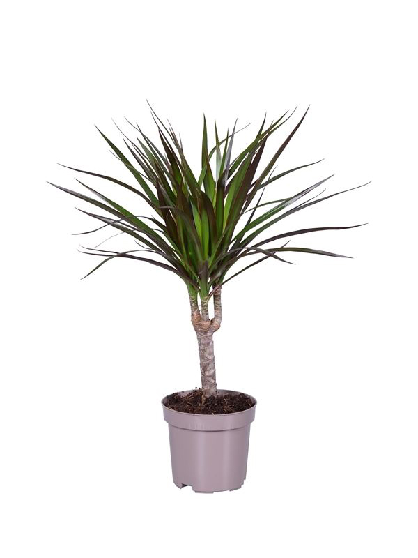 Dracena