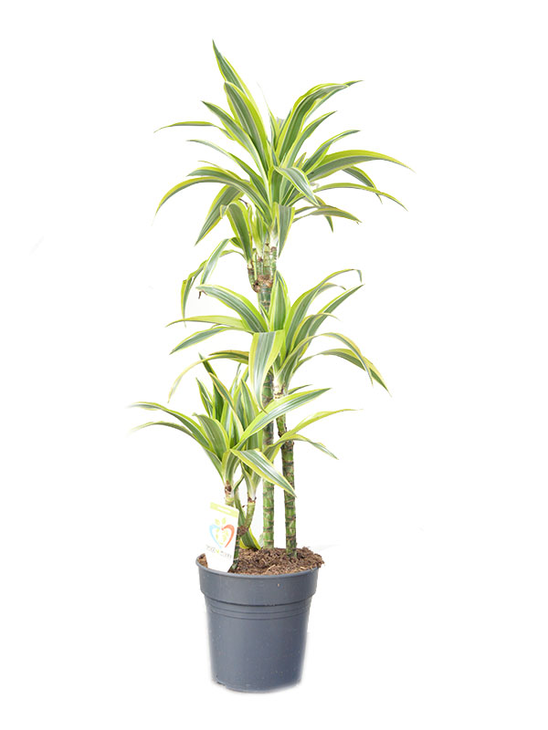 Dracena ‘Lemon Lime’