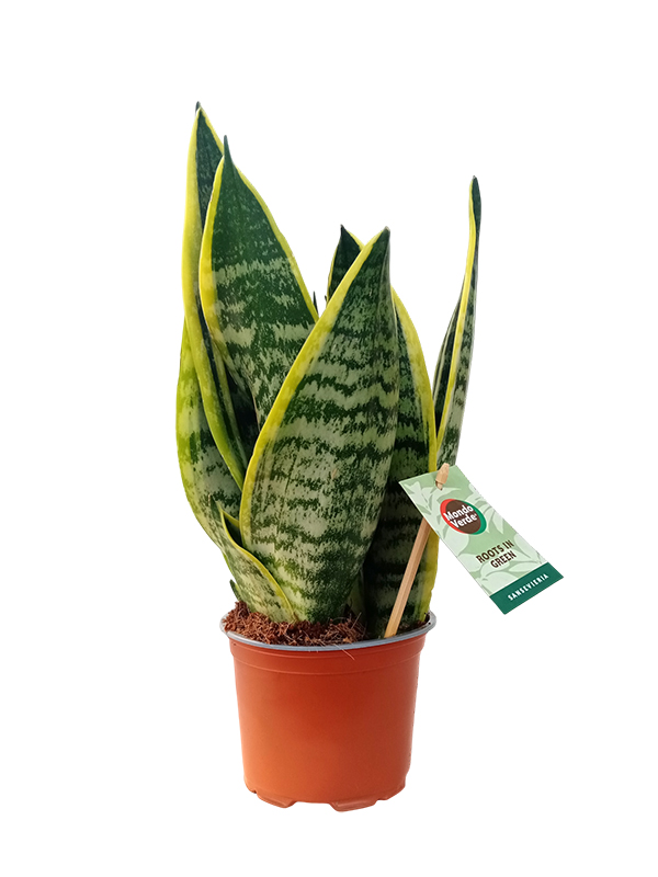 Sanseveria