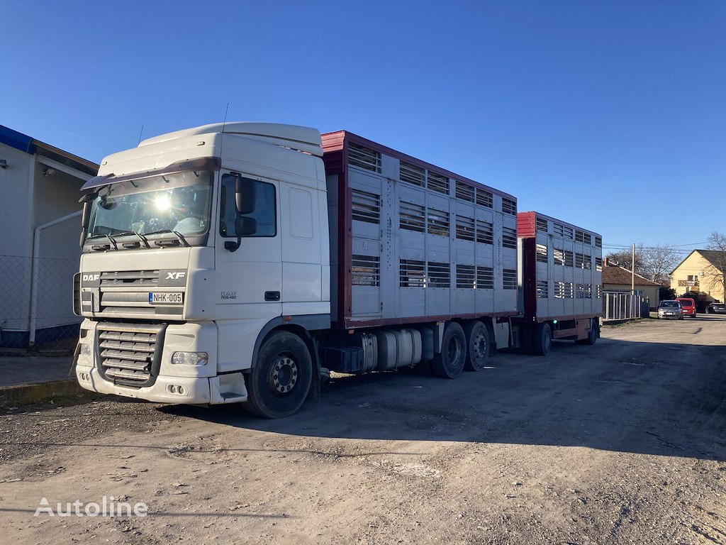 DAF Far XF 105.460T kamion za prevoz stoke + prikolica za prevoz stoke