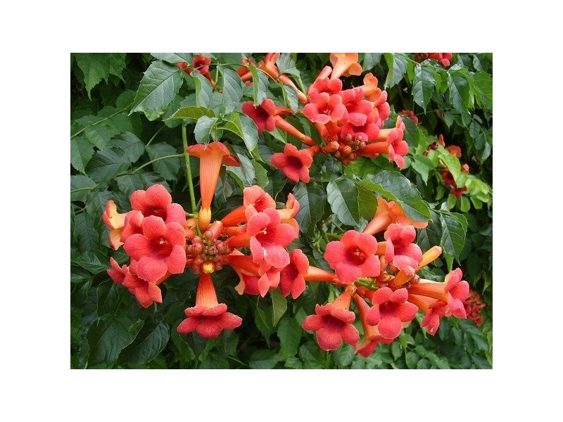 Tekoma, latinski naziv (Campsis radicans) 1 koren