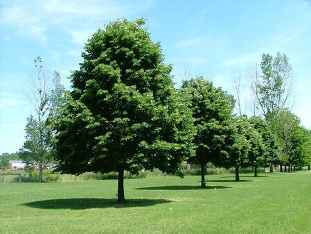 Lipa Cordata (Tilia cordata)