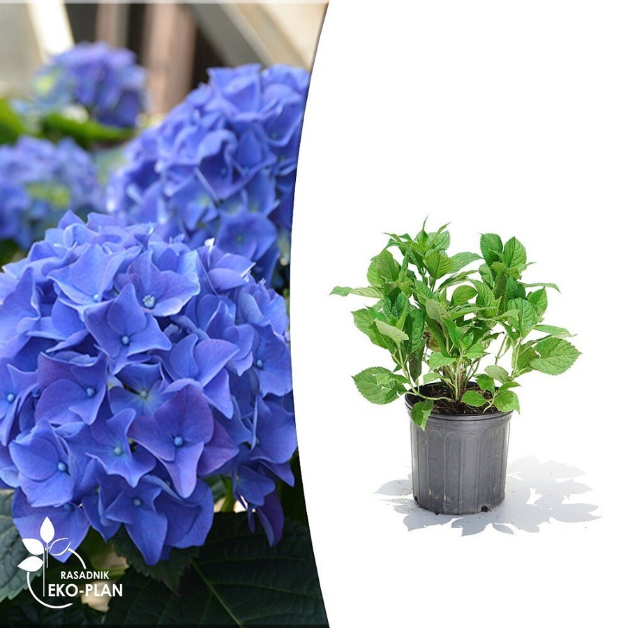 Hydrangea macrophylla - Early Blue